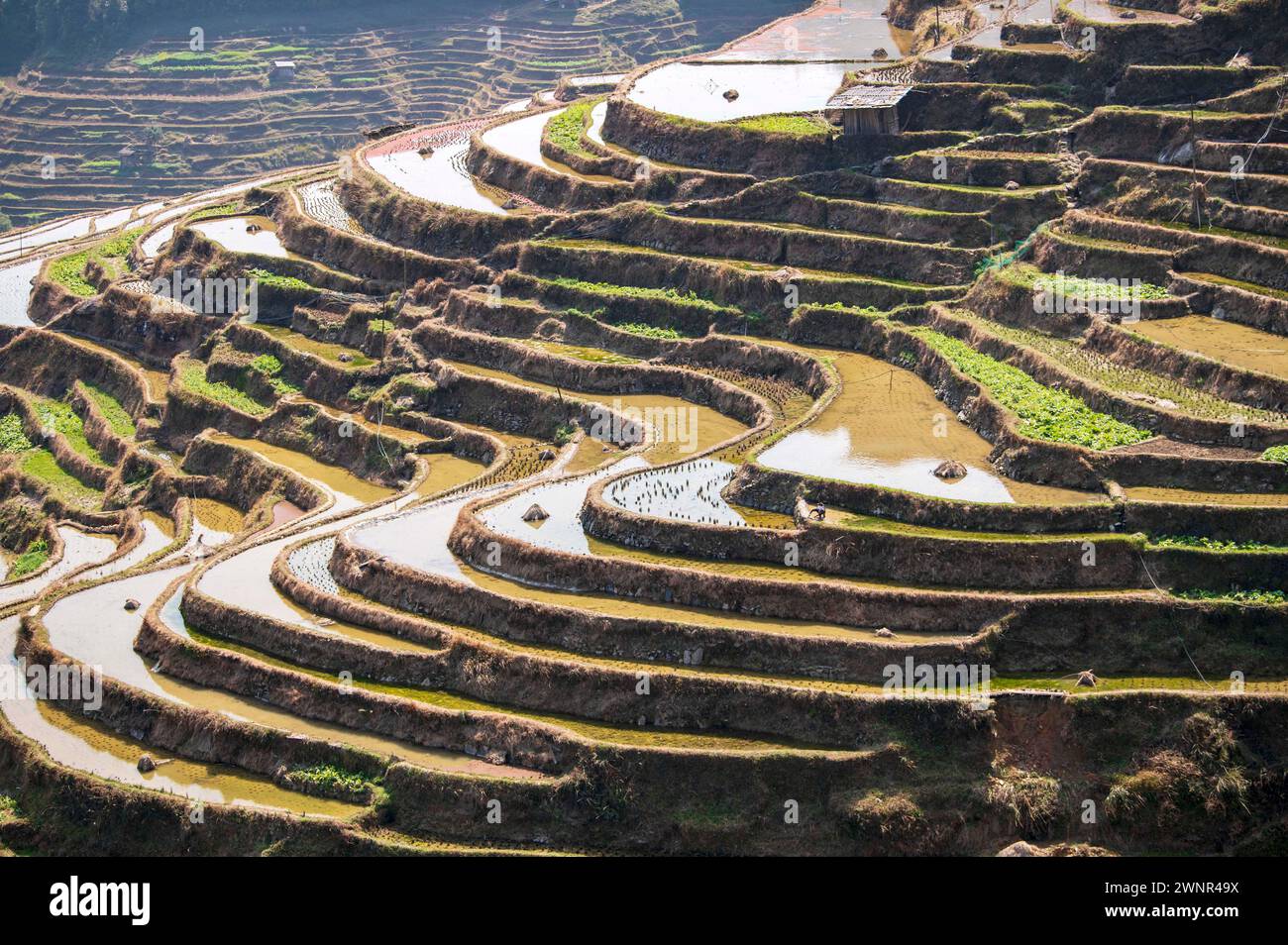 Congjiang, China. 04th Mar, 2024. The photo, taken on March 2, 2024, is ...