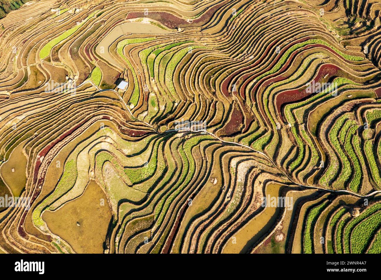 Congjiang, China. 04th Mar, 2024. The photo, taken on March 2, 2024, is ...