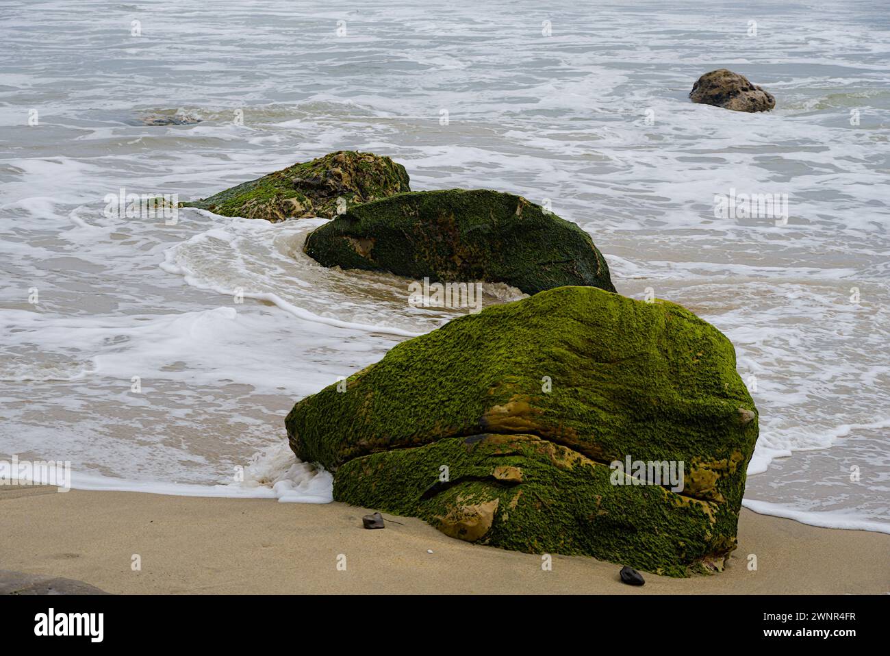 Moss covered boulders at 4 mile beach in Santa Cruz, California Stock ...