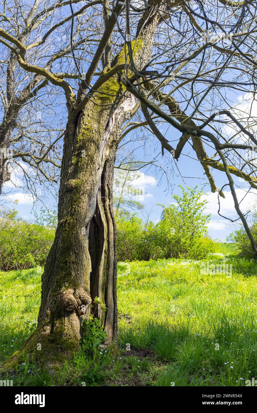 alte Baum mit hohlem Stamm im Park vom Rittergut Tanneberg, Klipphausen ...