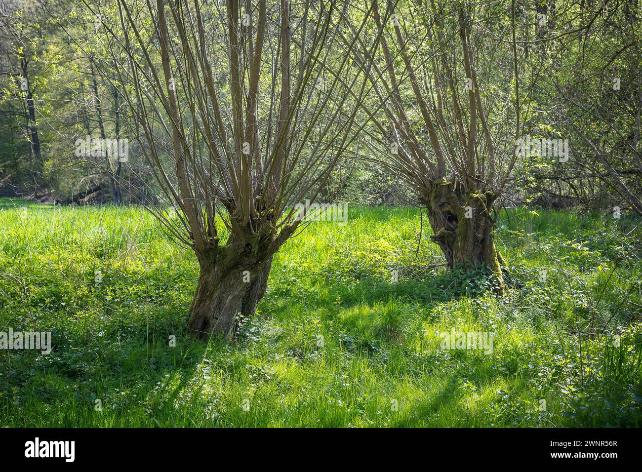 Zwei kopfweiden hi-res stock photography and images - Alamy