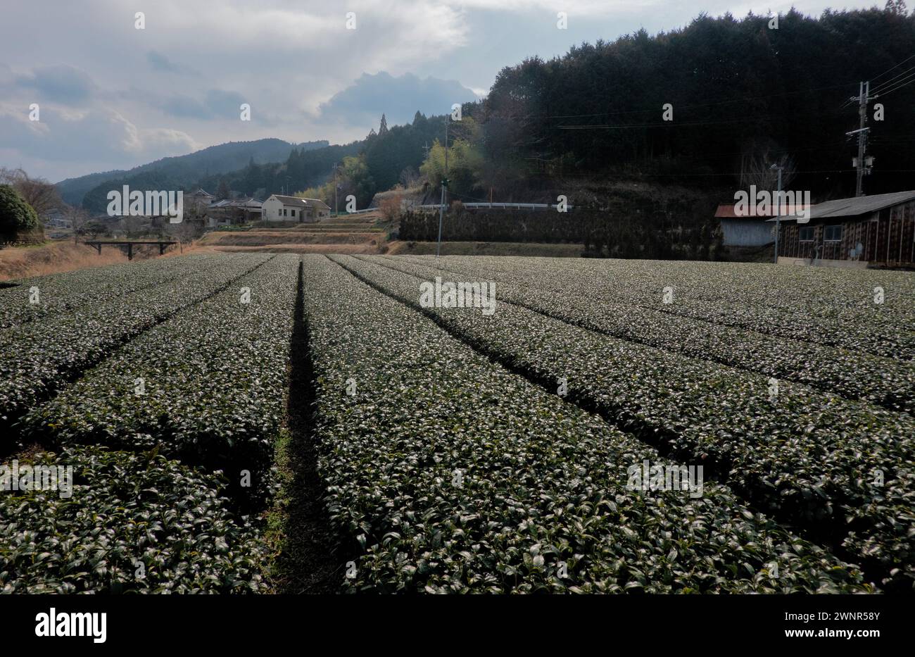 Tea plantation on the historical Yagyu Kaido trail, Yagyu, Nara, Japan ...