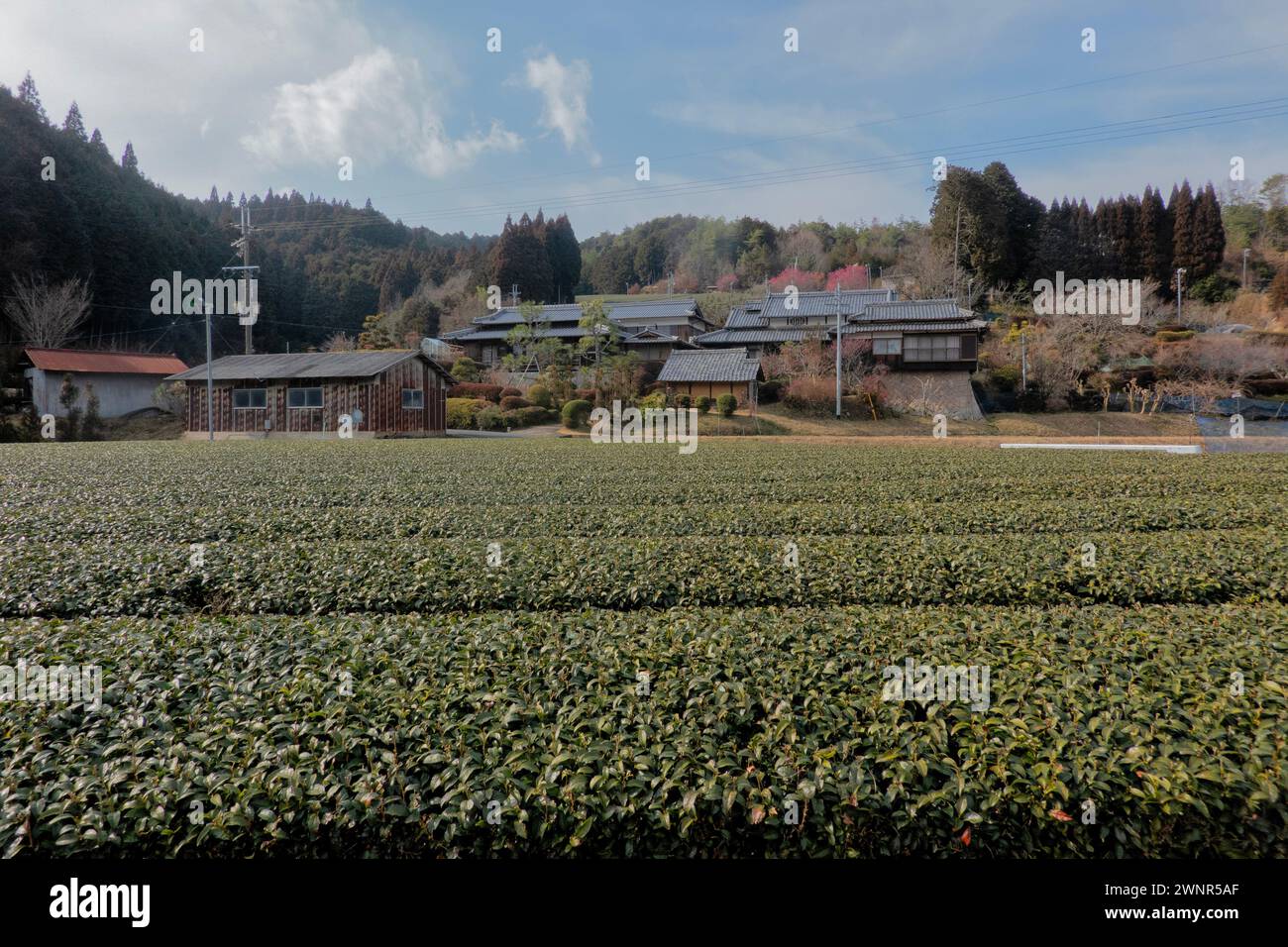 Tea plantation on the historical Yagyu Kaido trail, Yagyu, Nara, Japan ...
