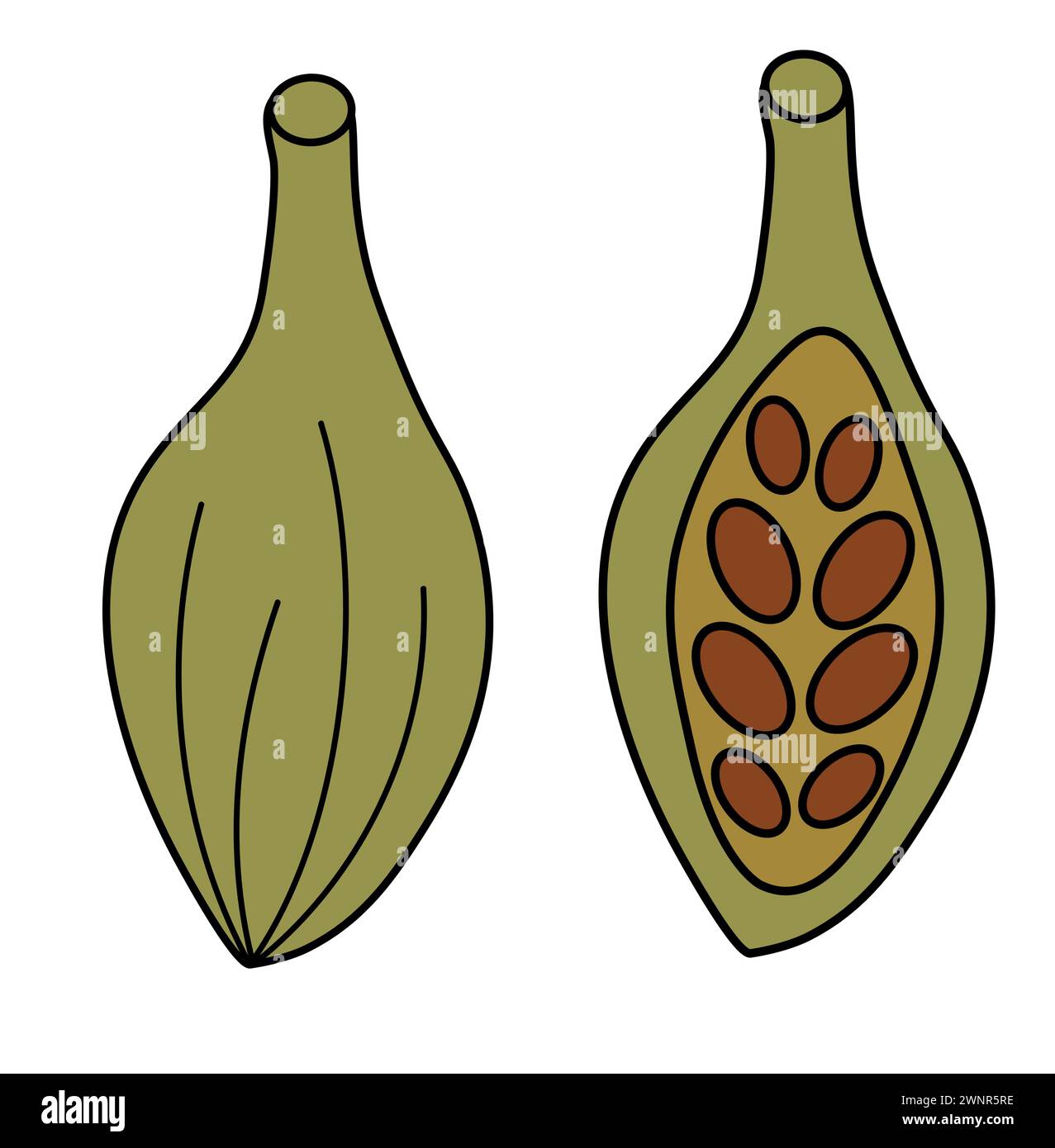 Cardamom. Whole and half with seeds. Spice, condiment and herb. Doodle ...