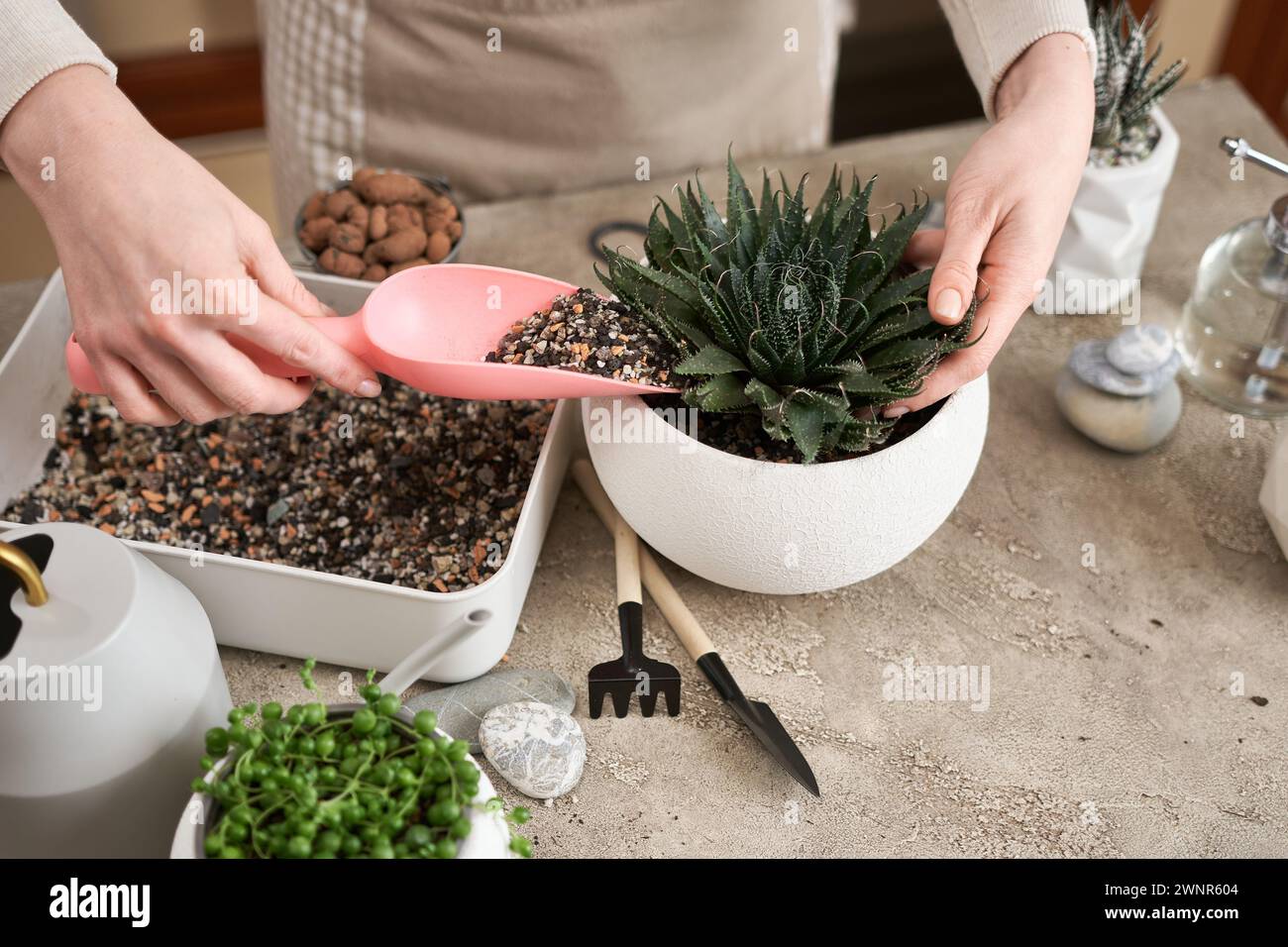Woman adding soil to pot with Aloe Aristata house plant planted Stock ...