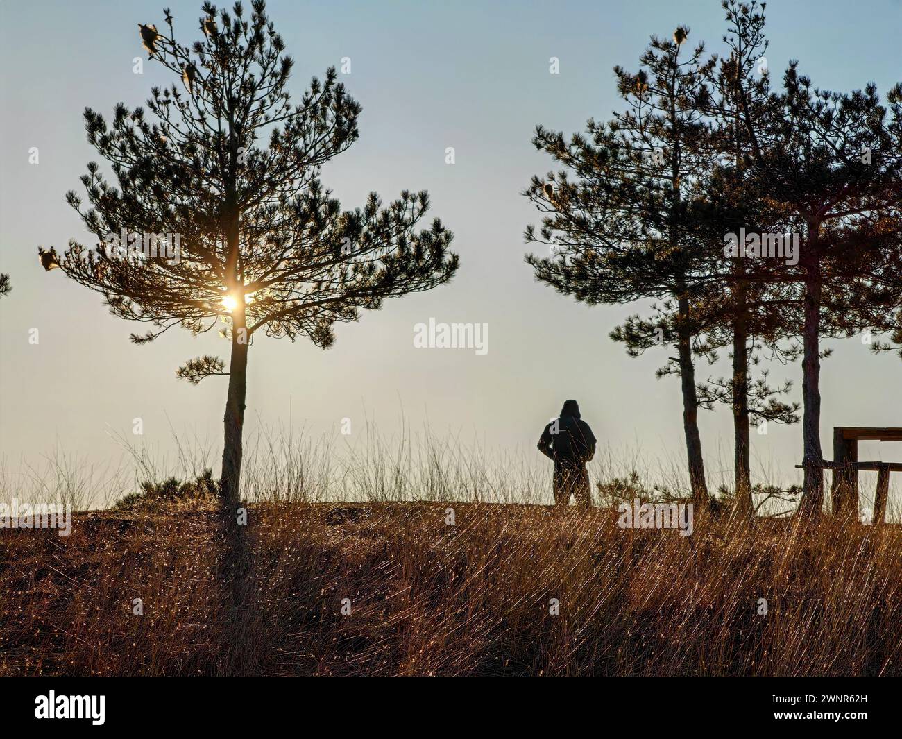 Golden hour reverie hi-res stock photography and images - Alamy