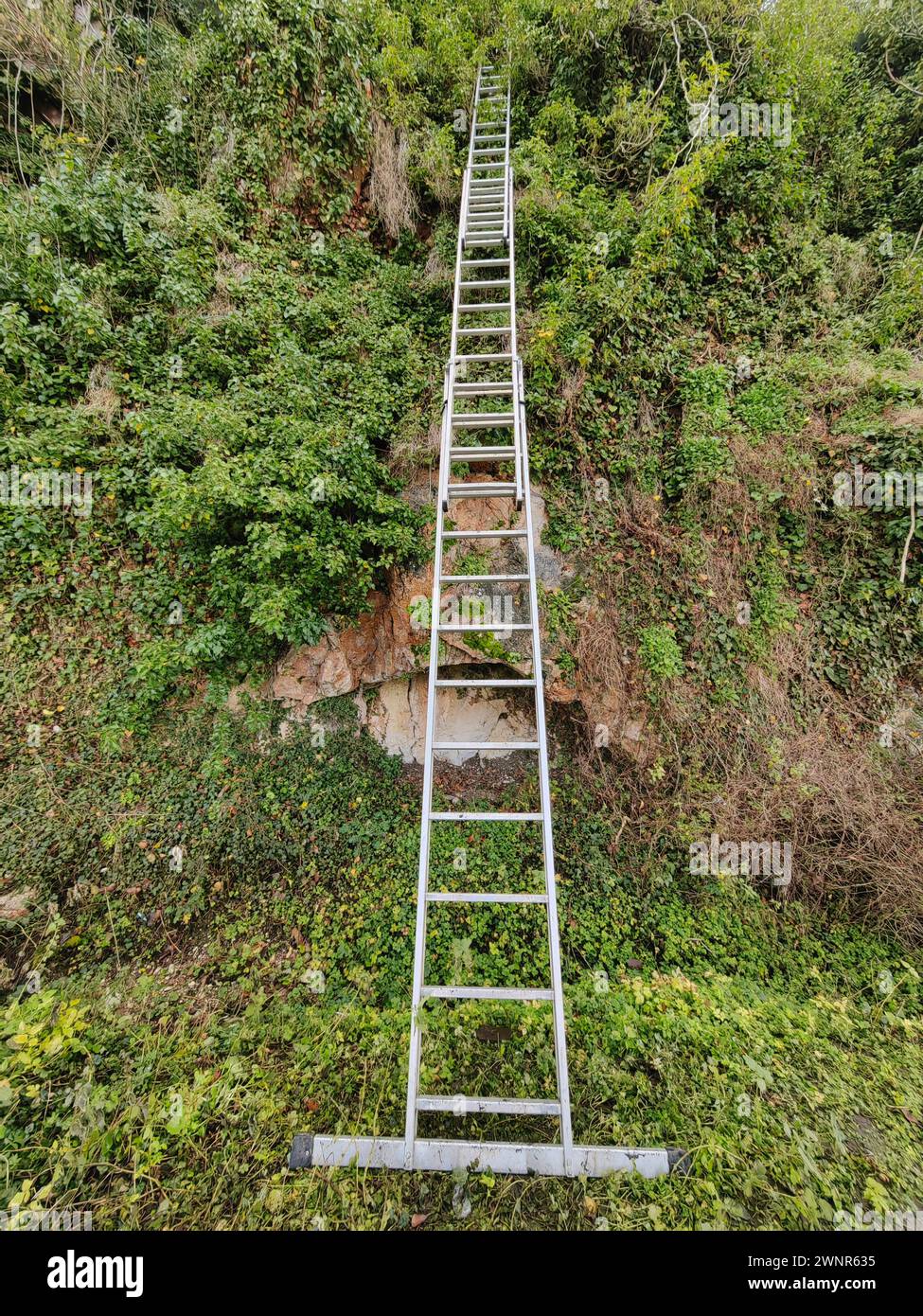 Verdant climb. Metal long silver grey ladders in the park. Grass ...