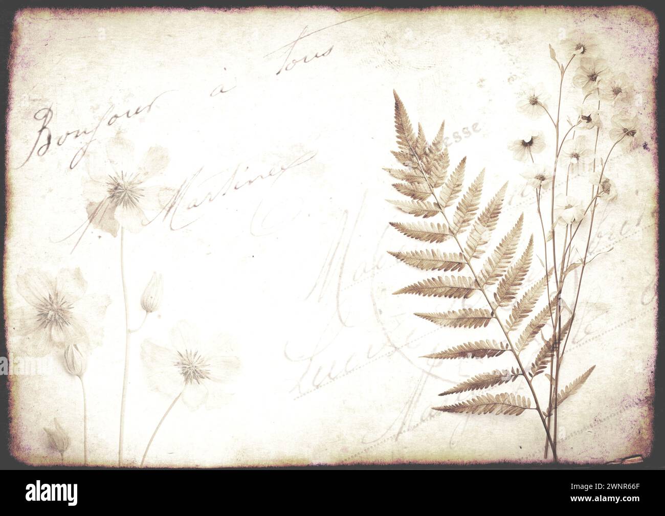 Retro background with dry pressed leaves and flowers on paper texture ...