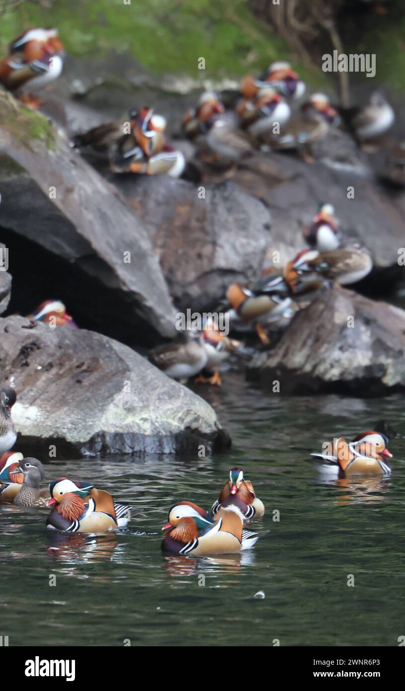 04th Mar, 2024. Resting mandarin ducks A flock of mandarin ducks, a ...