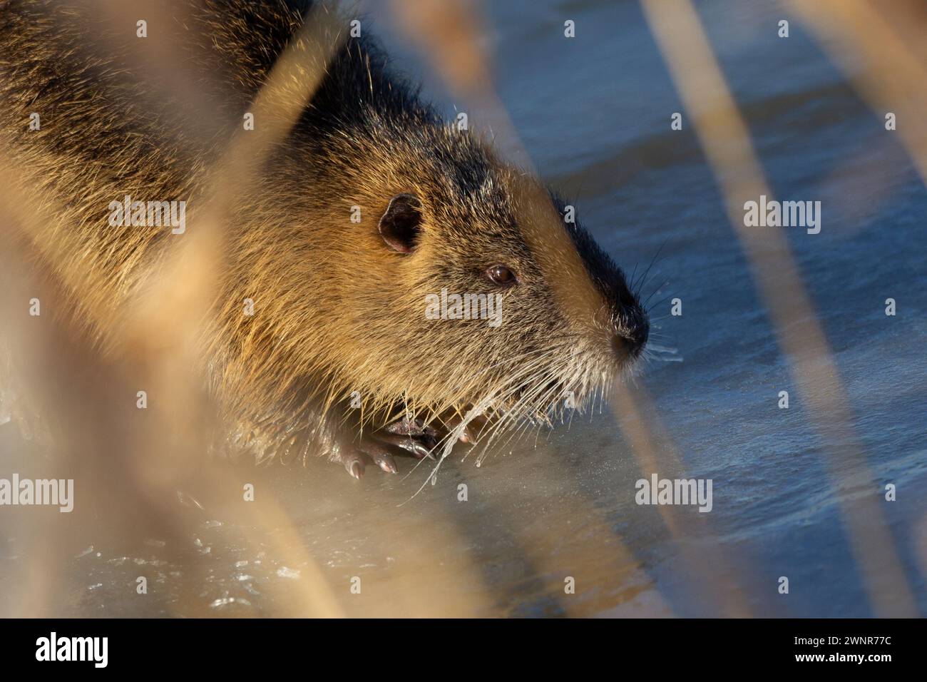 Nutria in search of food on the ice Stock Photo - Alamy