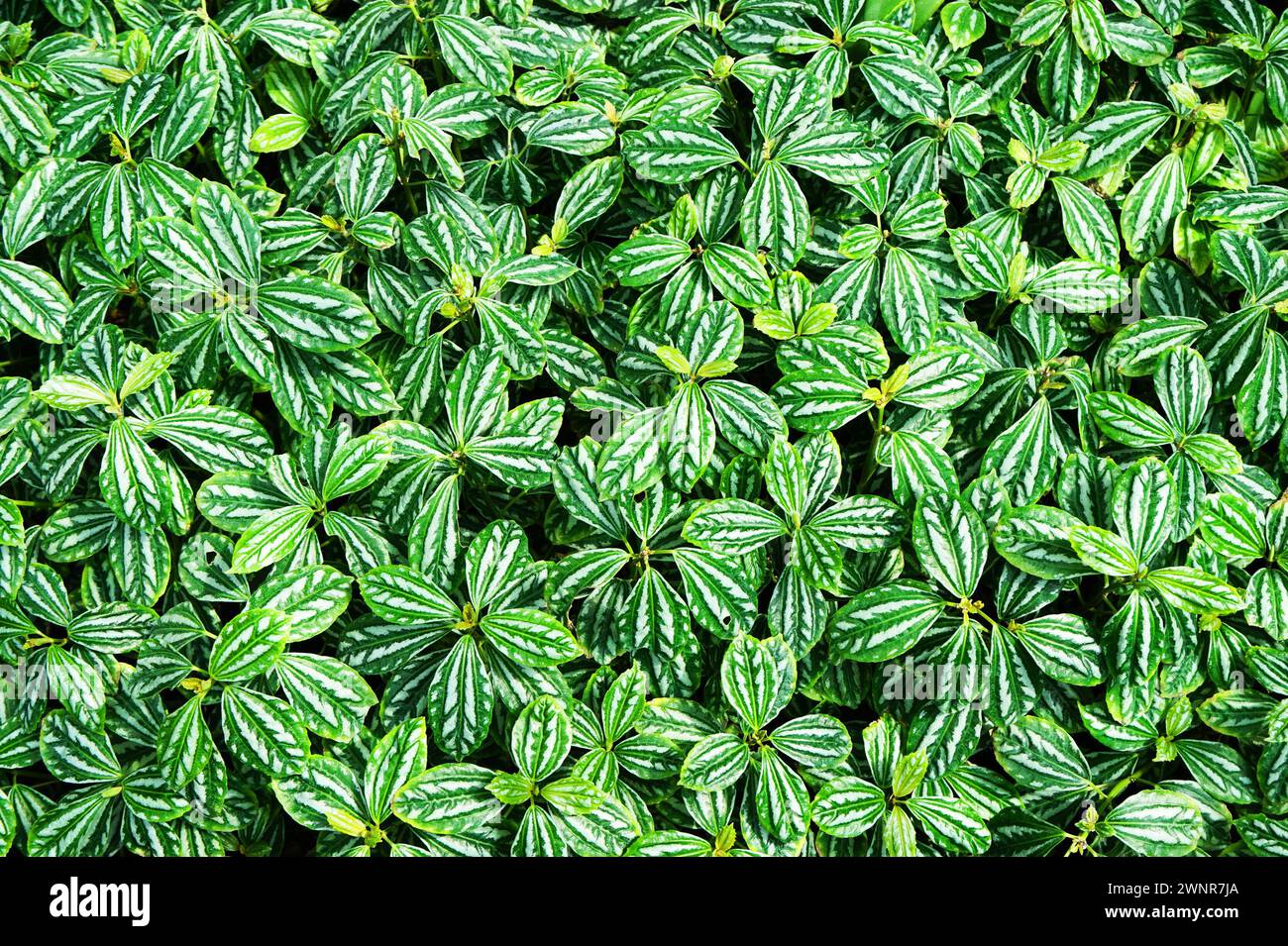 small leaves plant texture as very nice natural background Stock Photo ...
