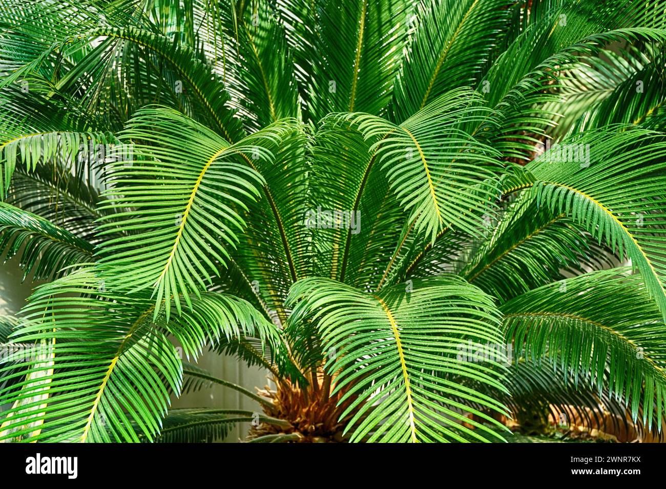 green fern plant texture as very nice natural background Stock Photo ...