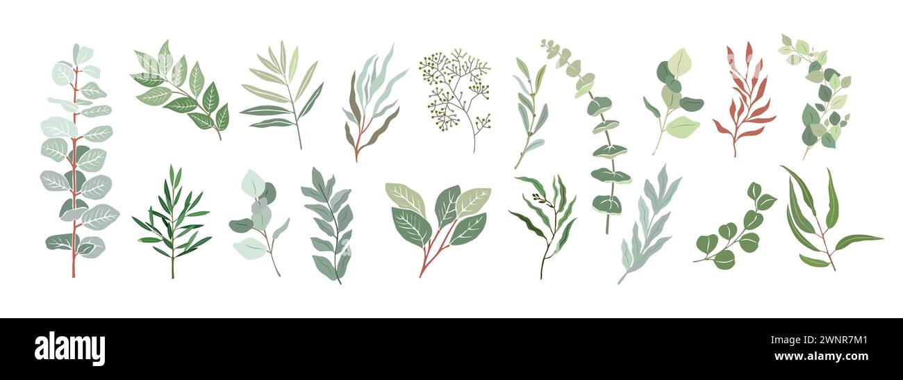 Set of Eucalyptus branches, leaves vector drawings Stock Vector Image ...