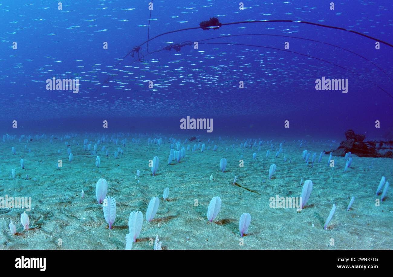 Lots of Virgularia gustaviana, a type of sea pen, are seen on sandy ...