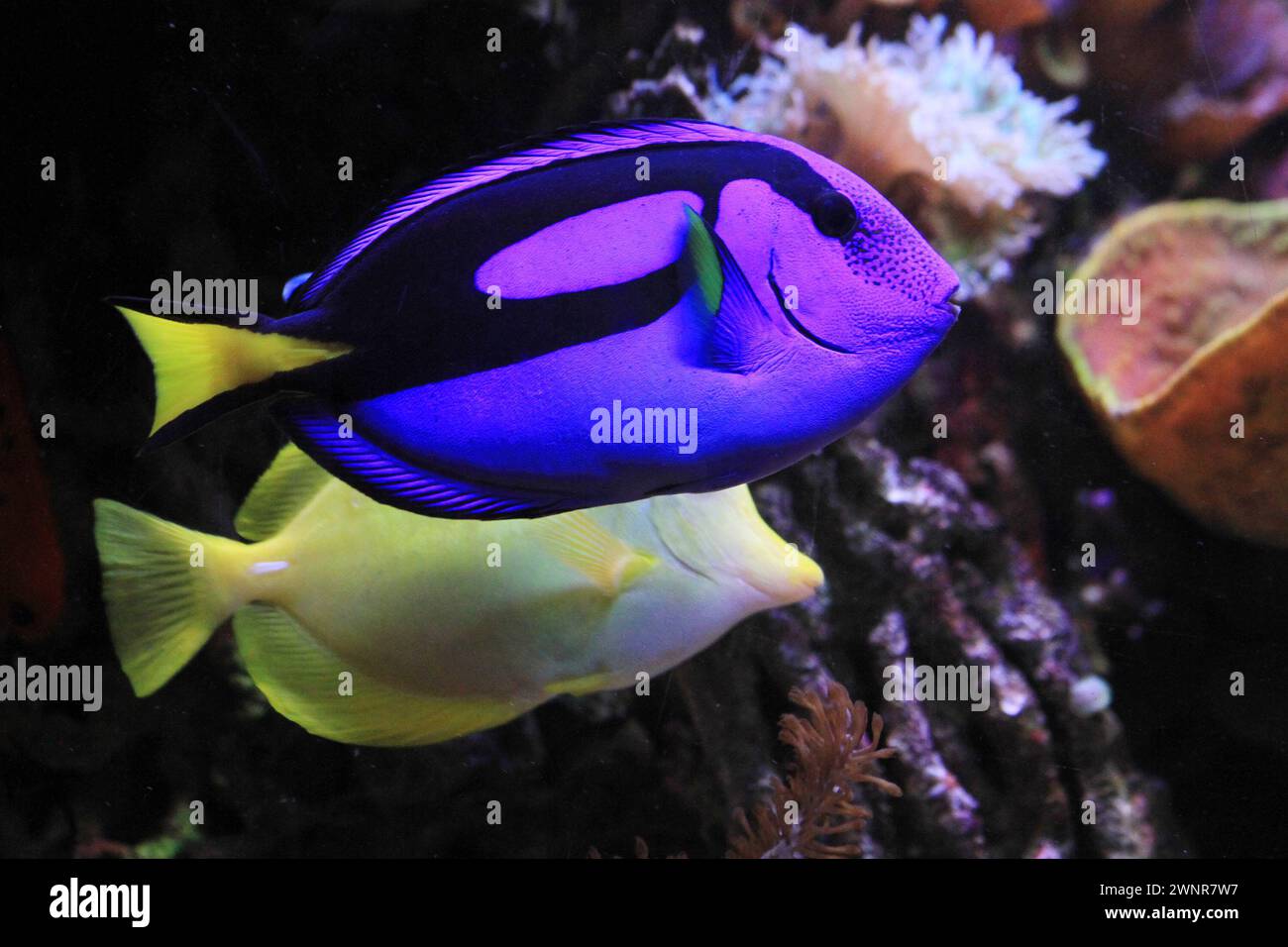 Palette tang paracanthurus hepatus hi-res stock photography and images ...