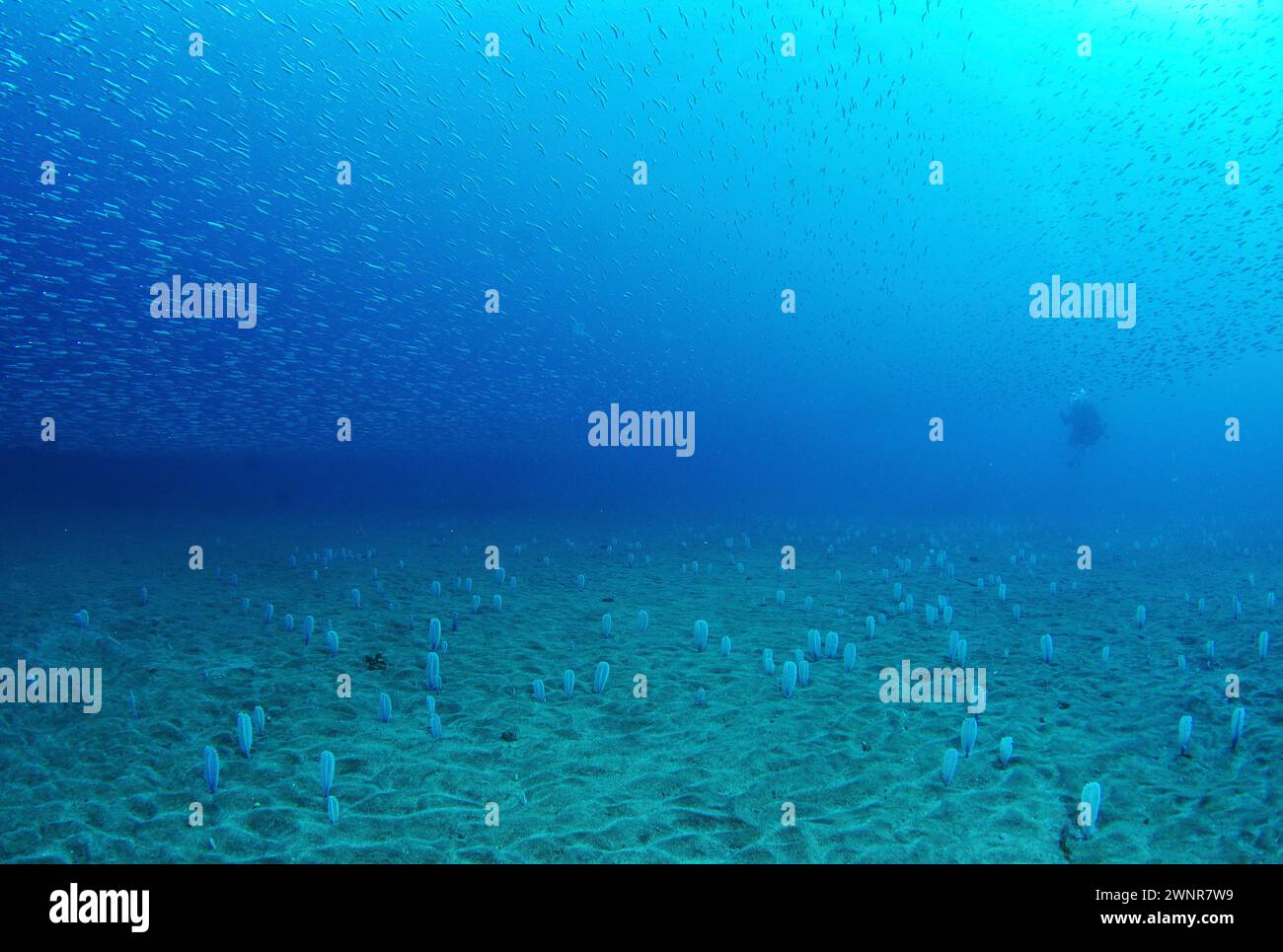 Lots of Virgularia gustaviana, a type of sea pen, are seen on sandy ...