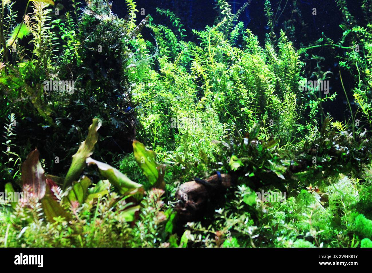 aquarium plant background texture as very nice background Stock Photo ...