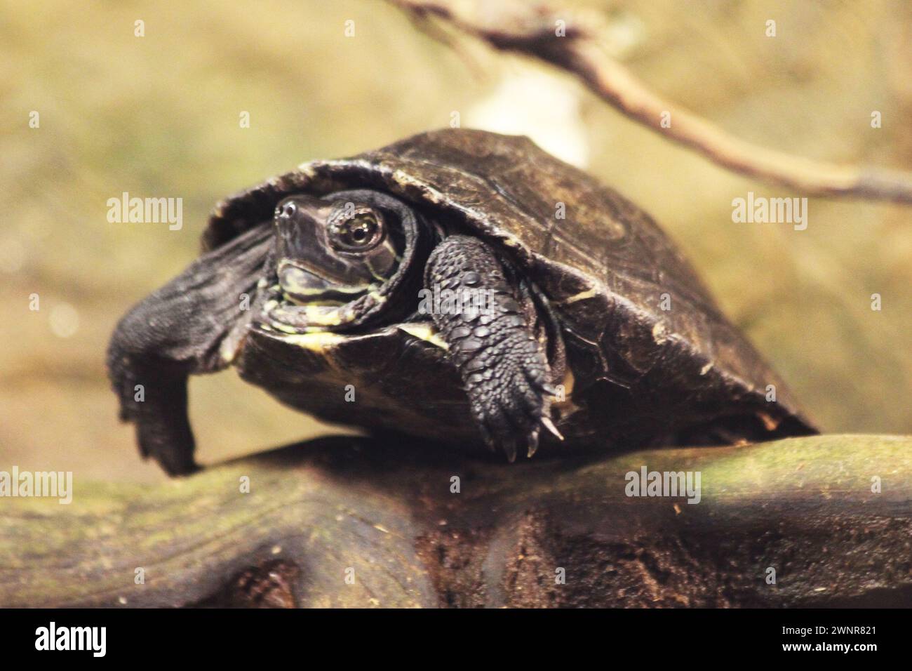 exotic terrestrial turtle at her new home Stock Photo - Alamy