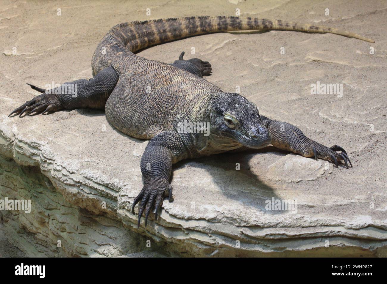 big monitor lizard as nice living dragon Stock Photo - Alamy