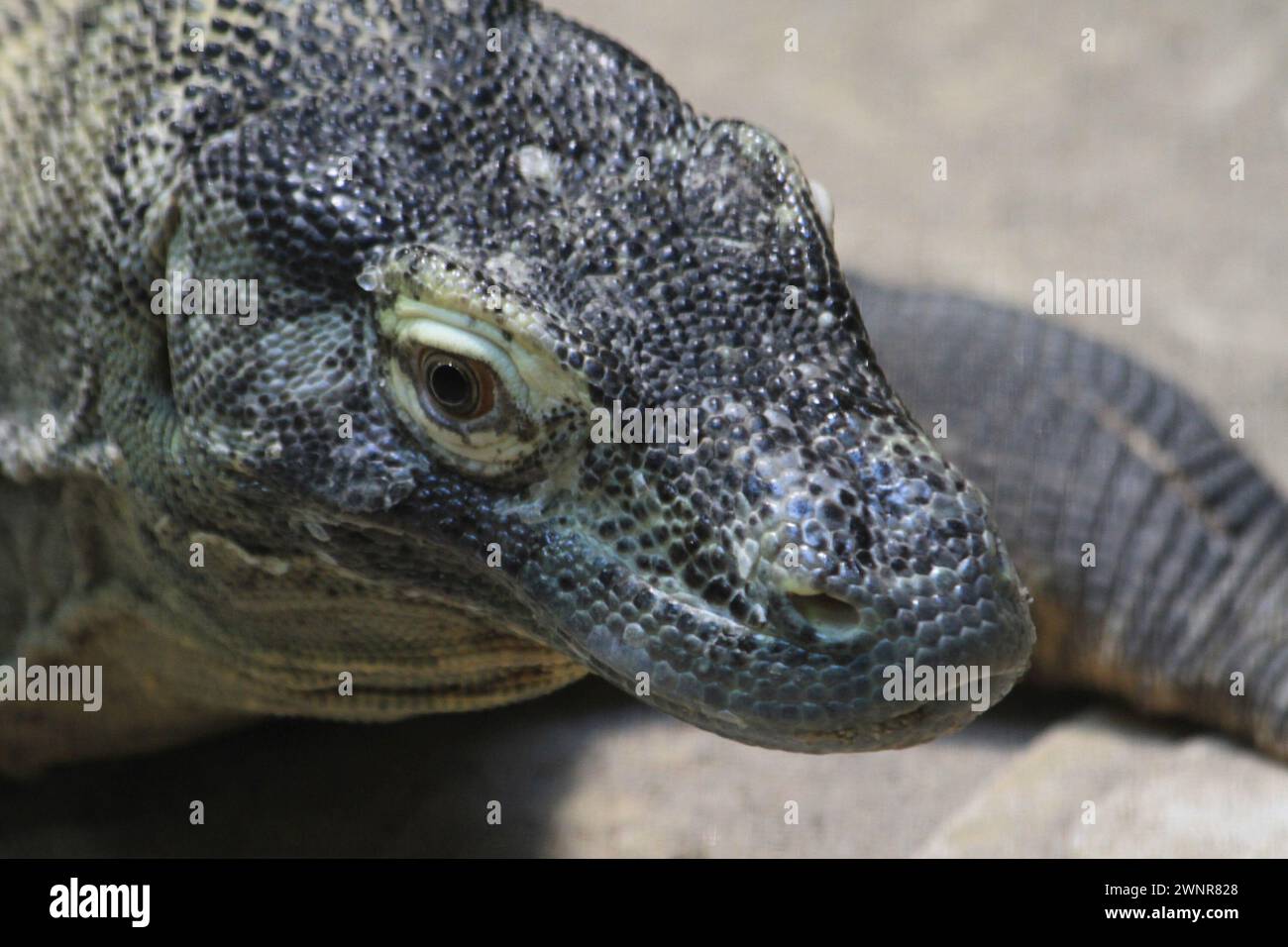 big monitor lizard as nice living dragon Stock Photo - Alamy