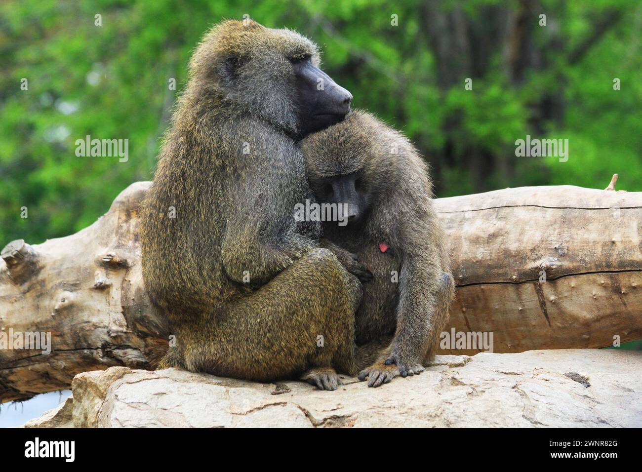 Couple of baboons hi-res stock photography and images - Alamy