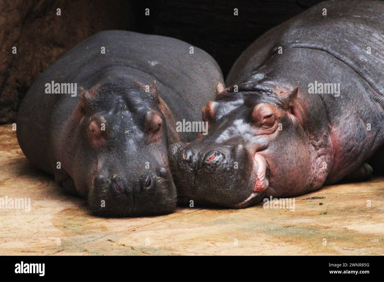 two hippo animals are resting on their beach Stock Photo - Alamy