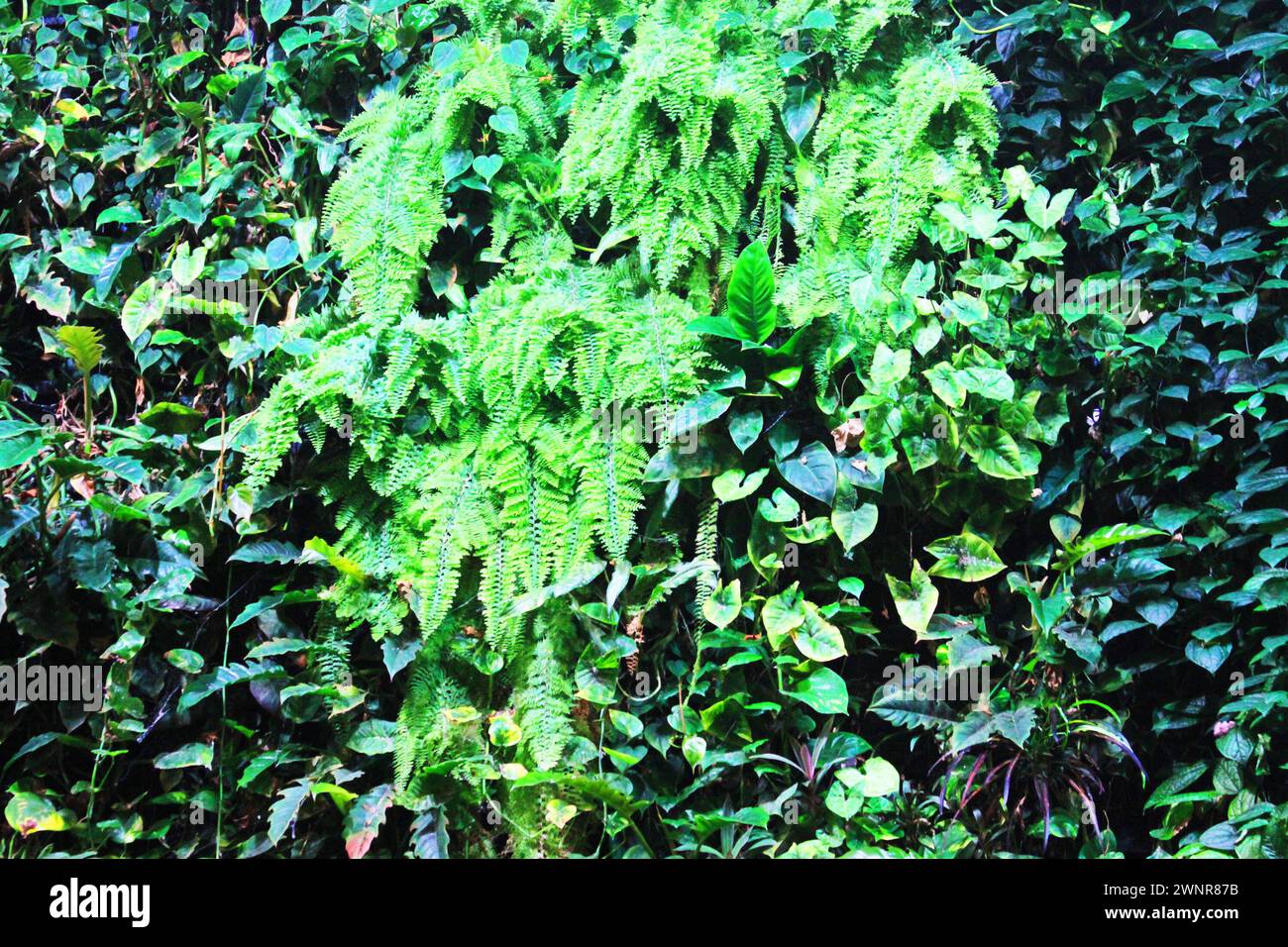 Jungle texture hi-res stock photography and images - Alamy