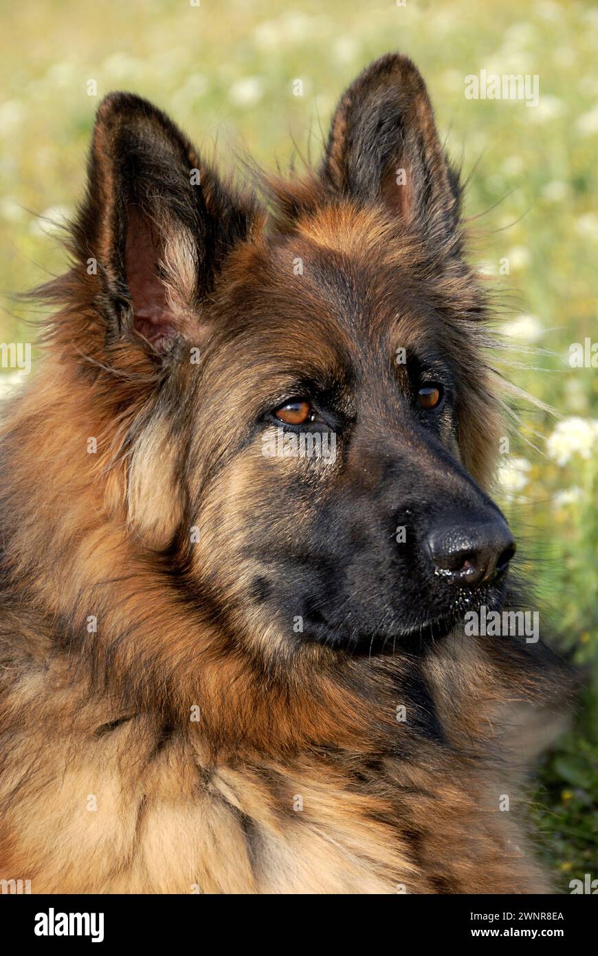 long hair german shepherd running in the nature Stock Photo - Alamy