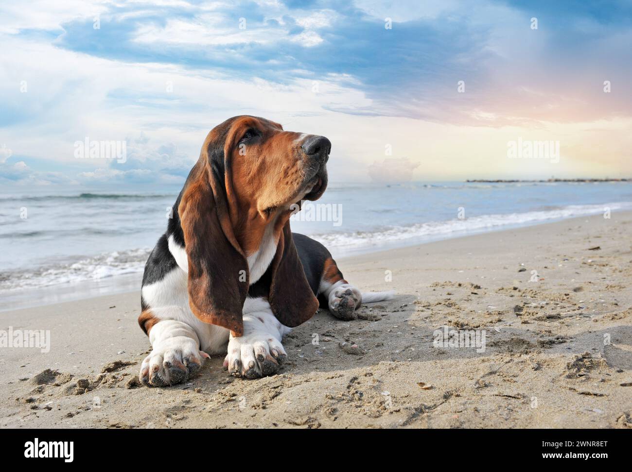 Basset hound staying on the beach in summer Stock Photo - Alamy