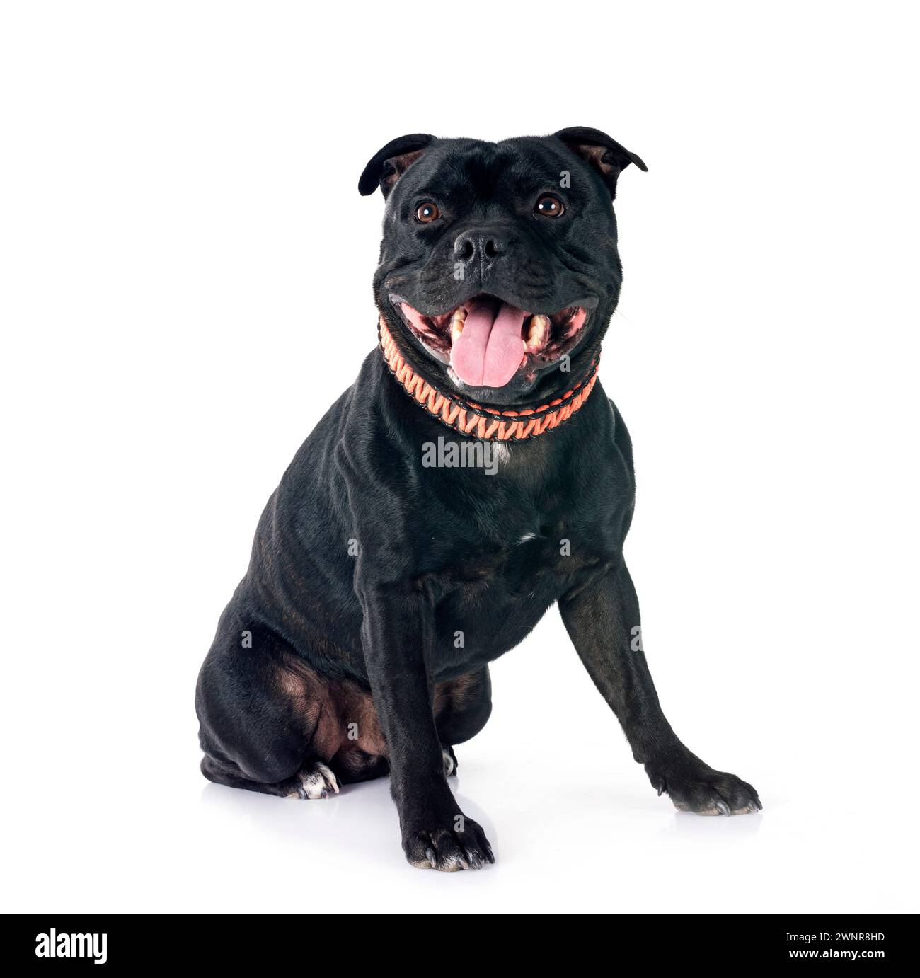 Staffordshire bull terrier orange hi-res stock photography and images ...