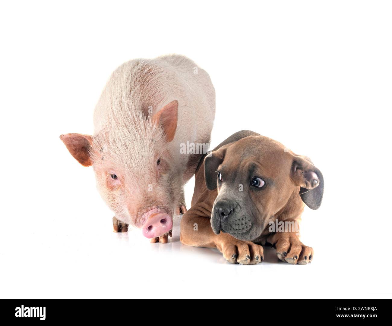 puppy italian mastiff and pig in front of white background Stock Photo ...