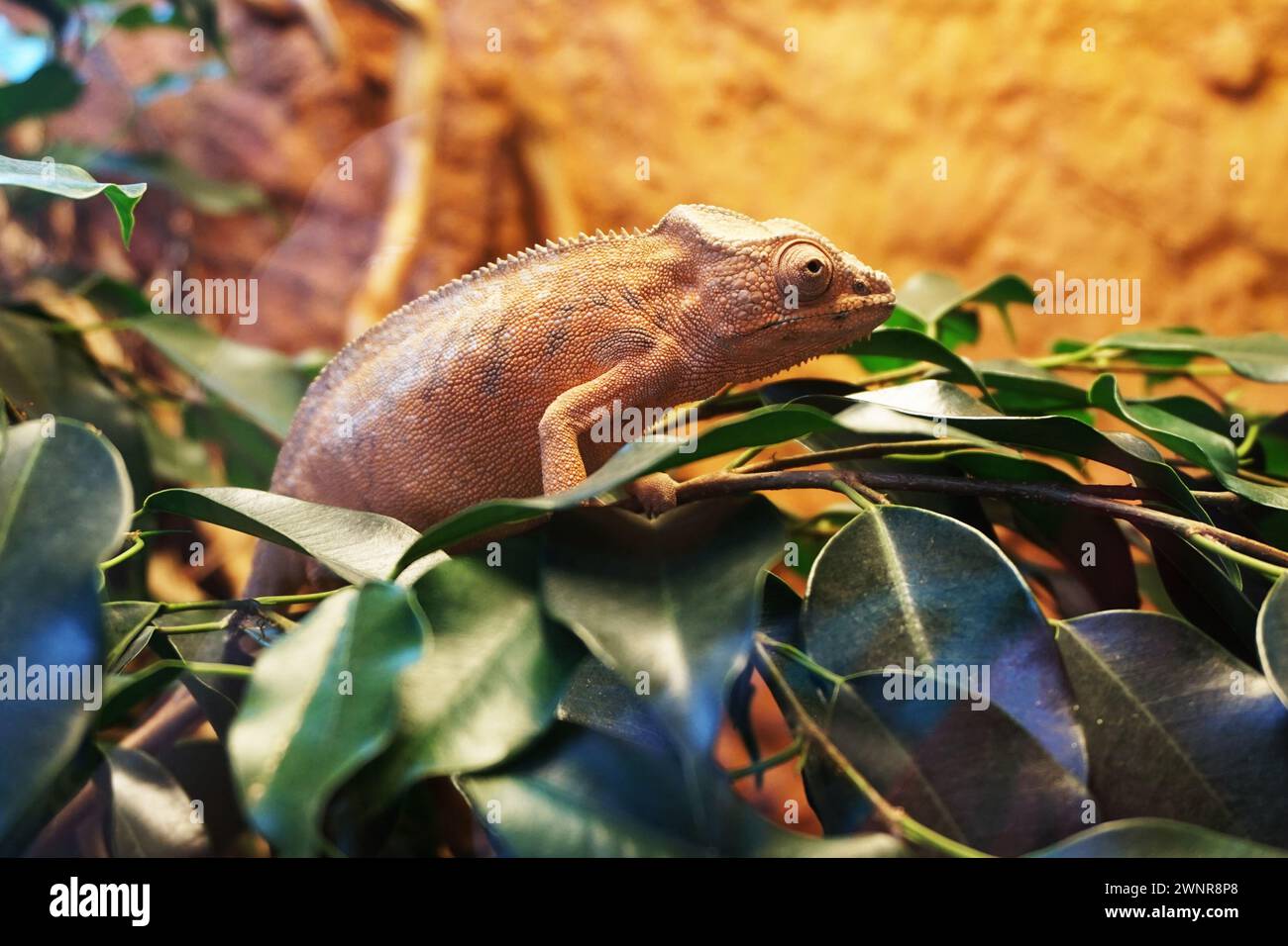 brown chameleon as very nice animal from nature Stock Photo - Alamy