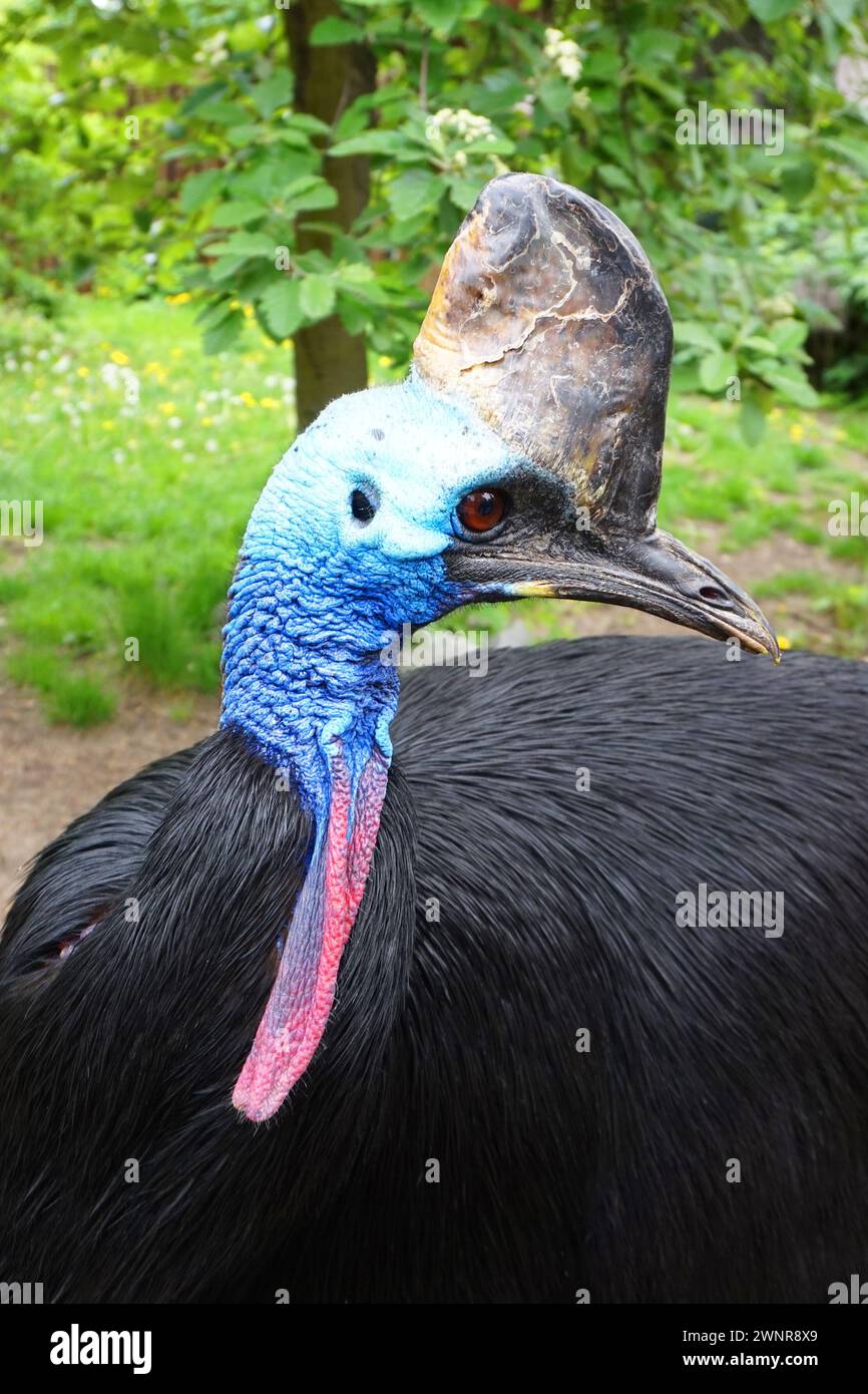 Southern cassowary, Casuarius casuarius as Australian big forest bird ...