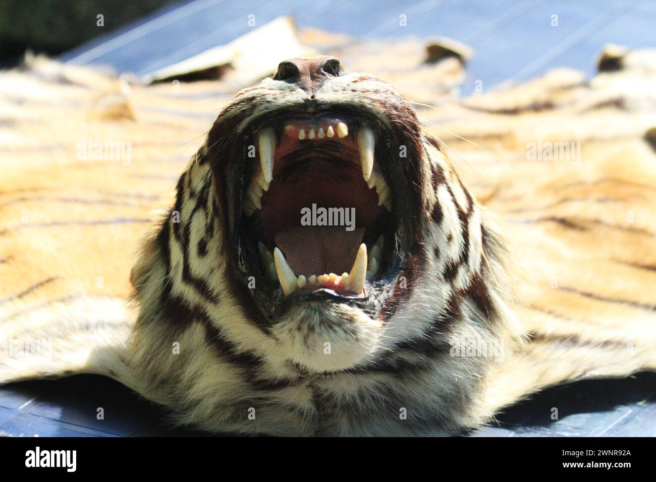 Dead tiger hi-res stock photography and images - Alamy