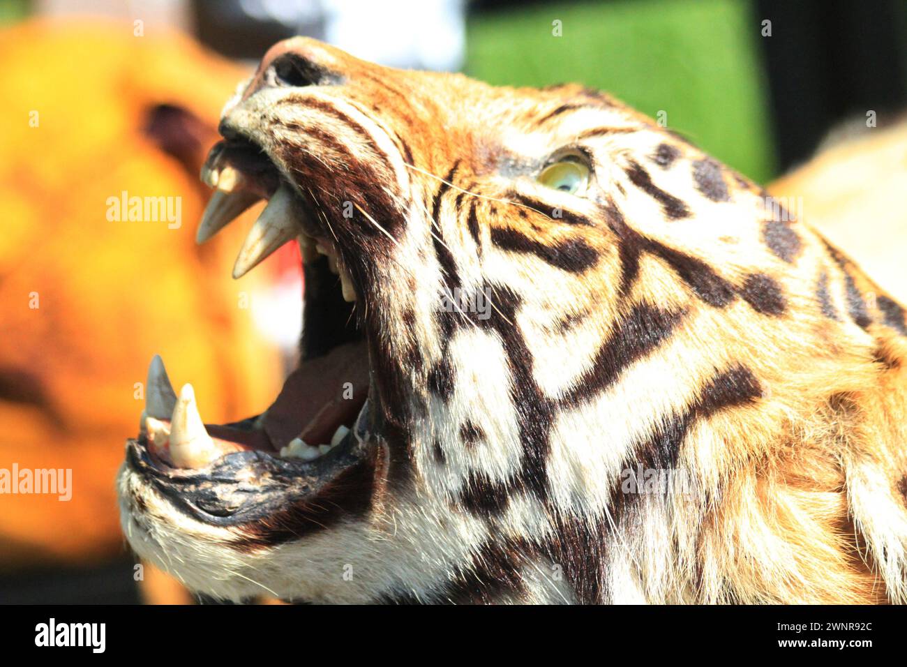 Dead tiger hi-res stock photography and images - Alamy