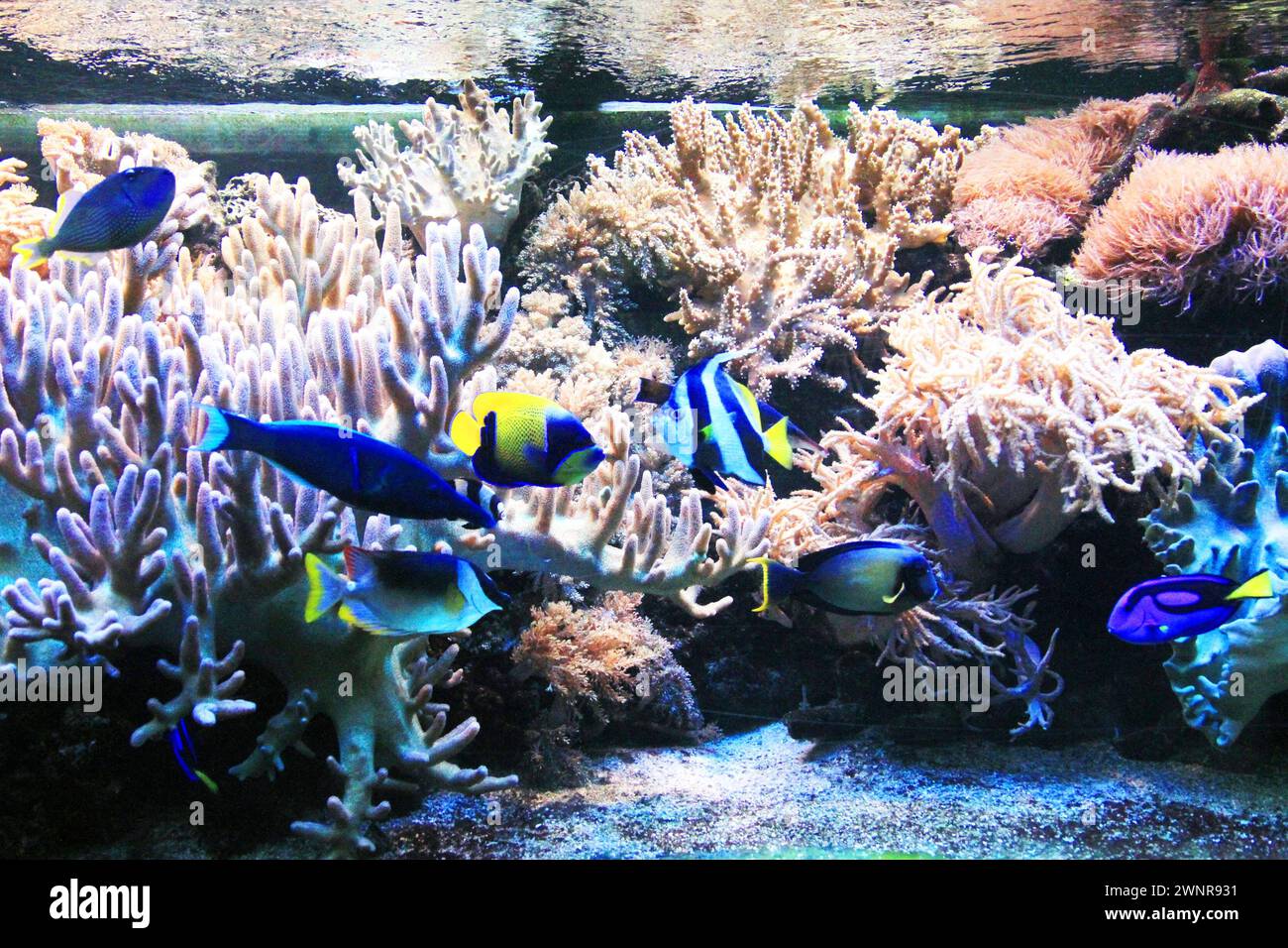 natural coral aquarium texture as nice background Stock Photo - Alamy