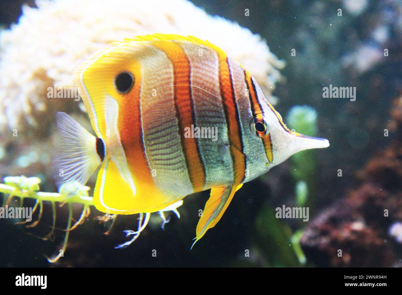 Copperband butterflyfish from the red sea from egypt Stock Photo - Alamy