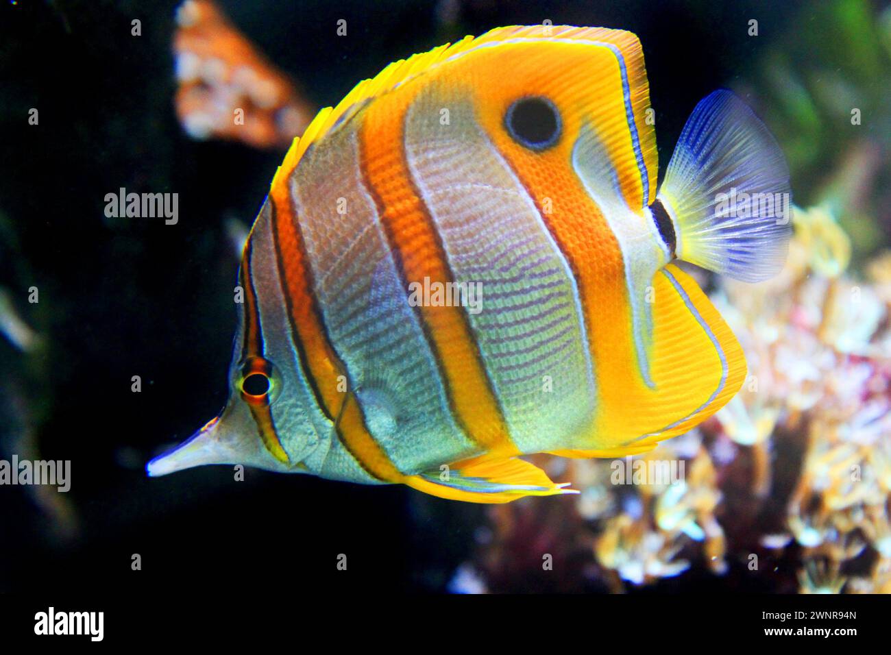 Copperband butterflyfish from the red sea from egypt Stock Photo - Alamy