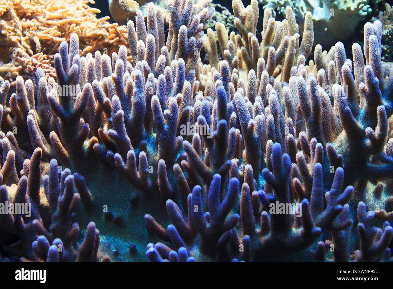 natural coral aquarium texture as nice background Stock Photo - Alamy