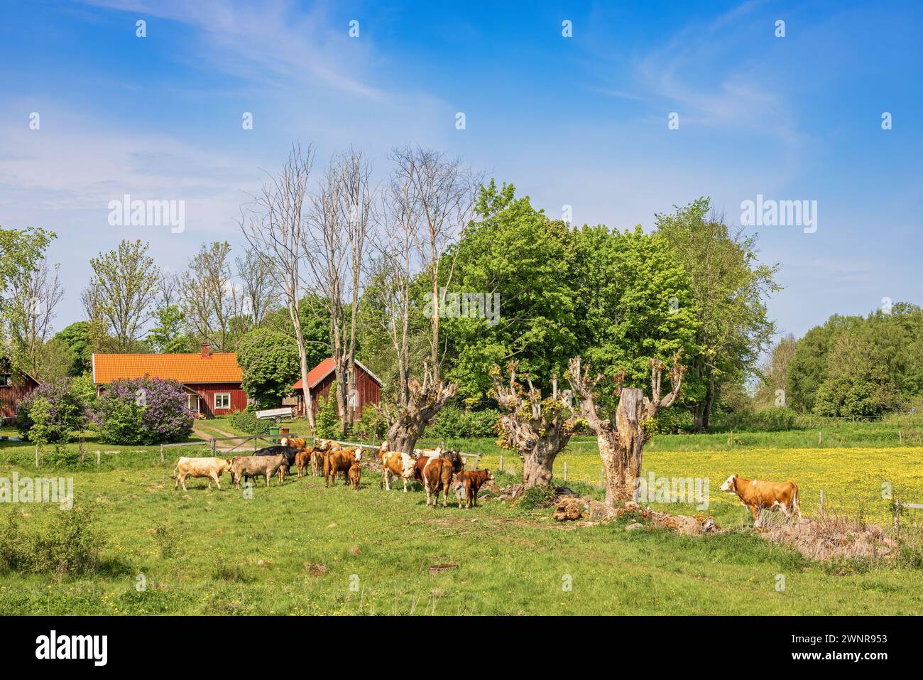 Cattle in a meadow by a red cottage in the Swedish countryside Stock ...
