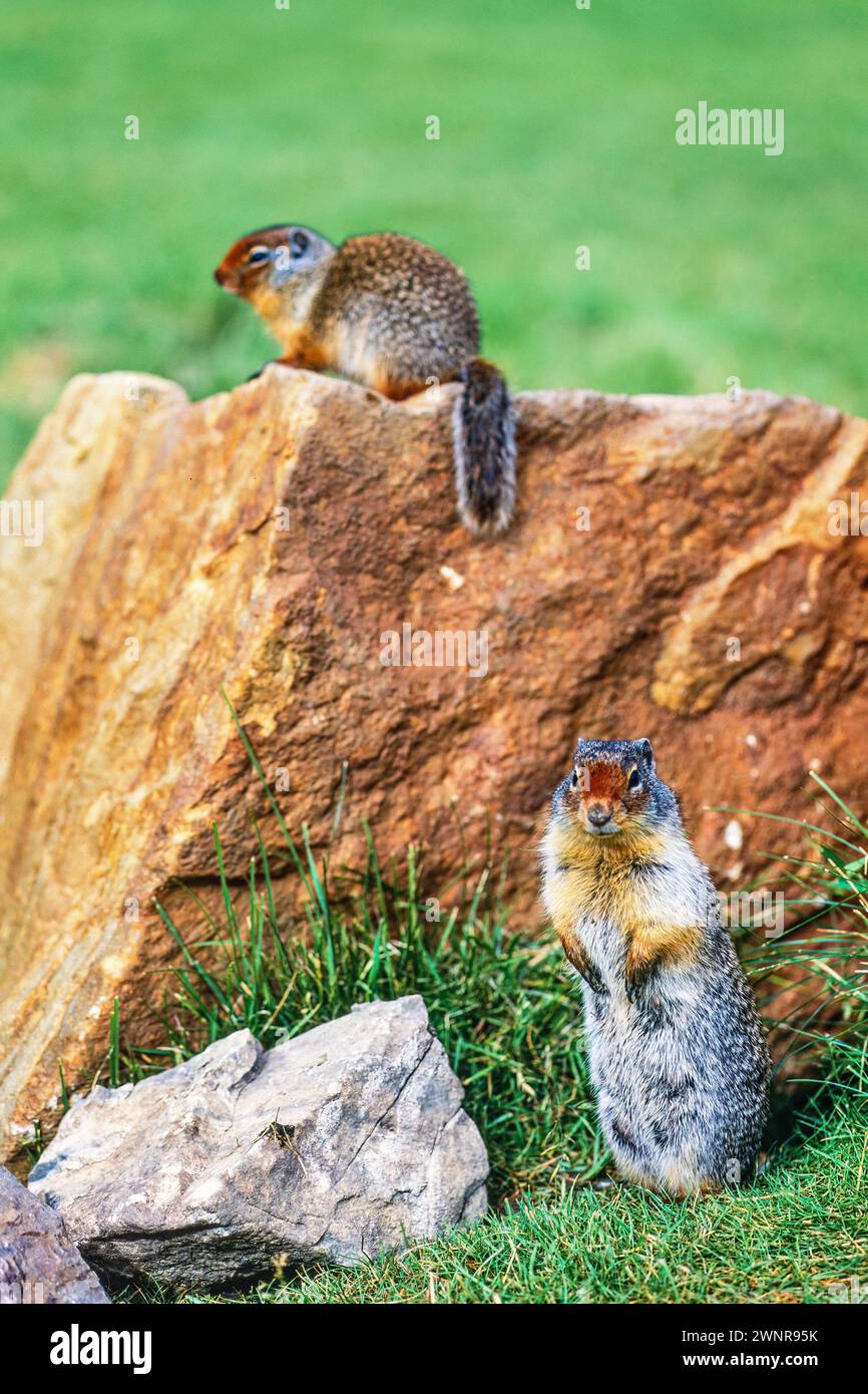 Two ground squirrels looking hi-res stock photography and images - Alamy