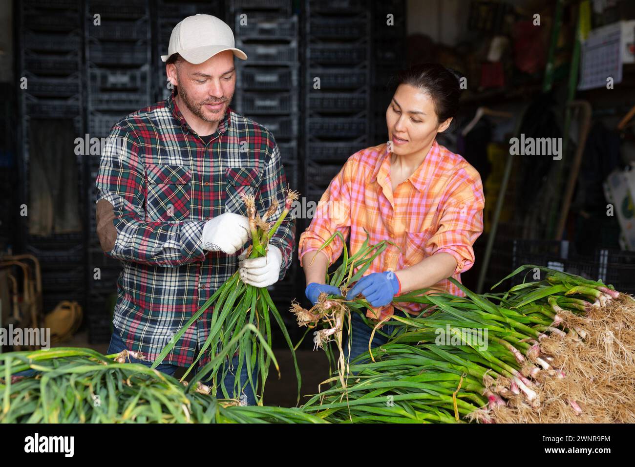 Man and woman sorting and peeling garlic in the backyard of farm Stock ...