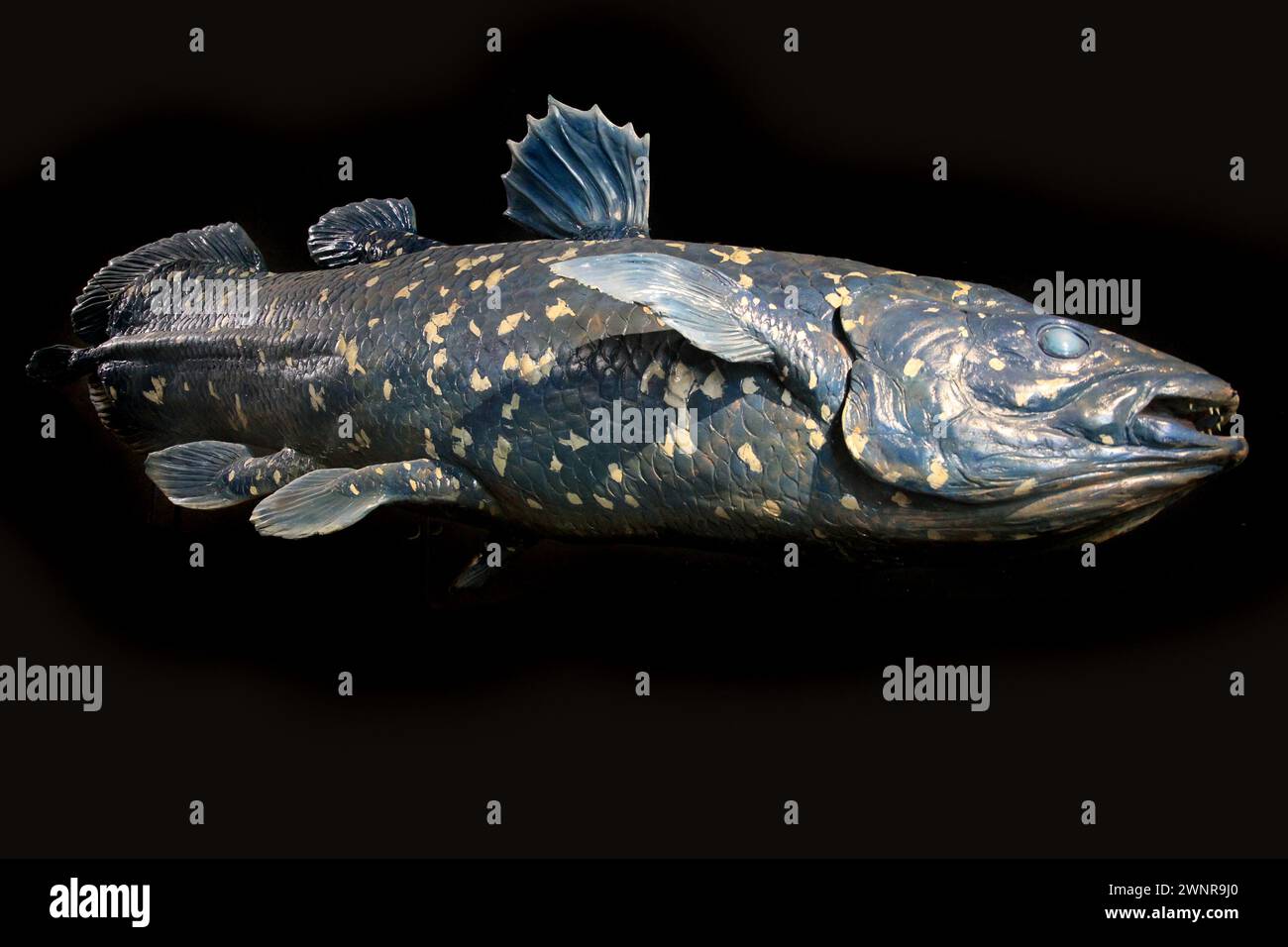 latimeria fish isolated on the black background Stock Photo - Alamy