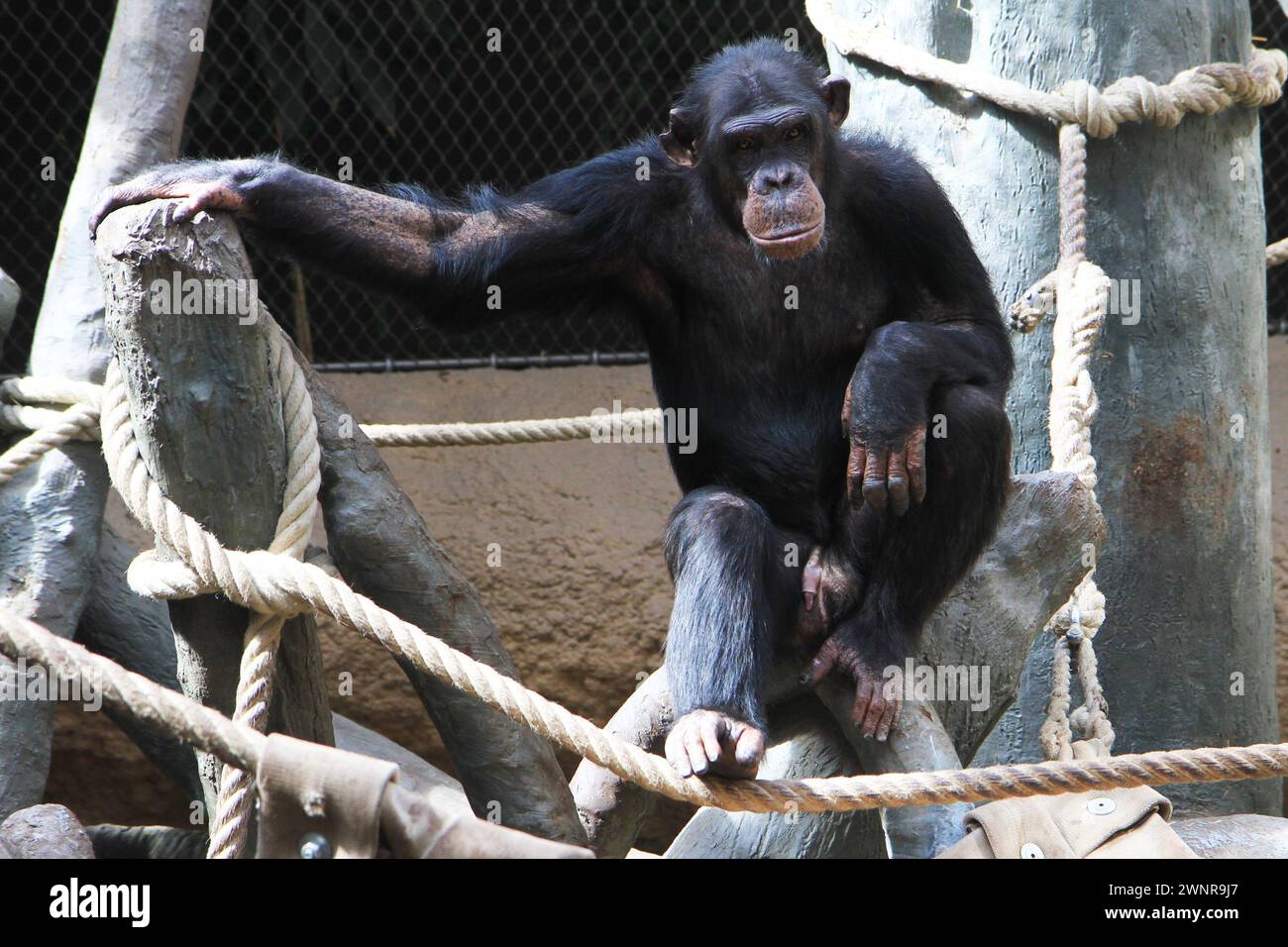 resting chimpanzee portrait as very smart monkey Stock Photo - Alamy