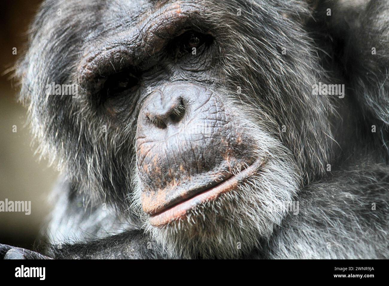 head of chimpanzee as very nice background Stock Photo - Alamy