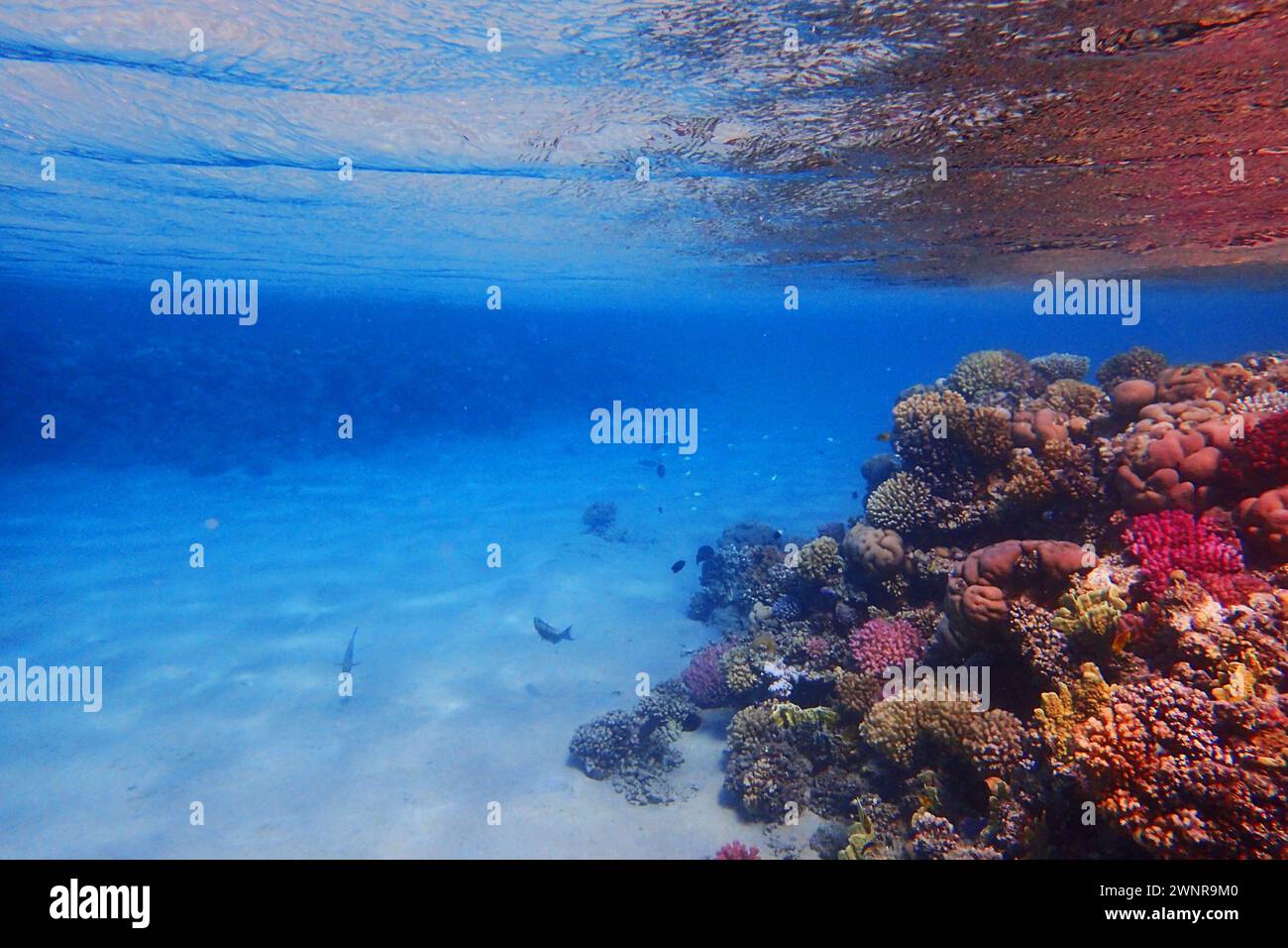 coral reef in egypt as nice natural landscape Stock Photo - Alamy