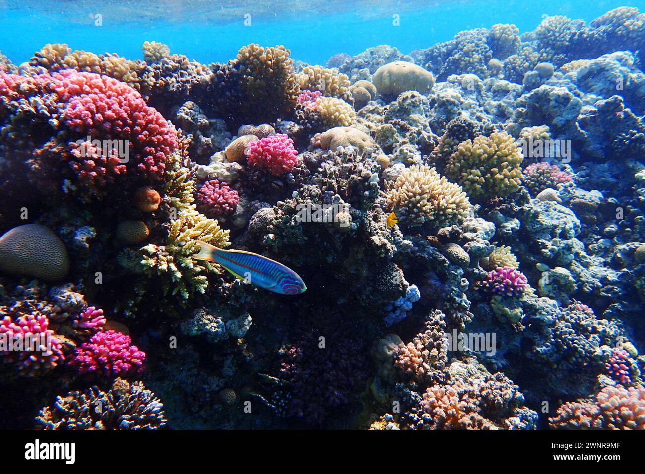 coral reef in egypt as nice natural landscape Stock Photo - Alamy