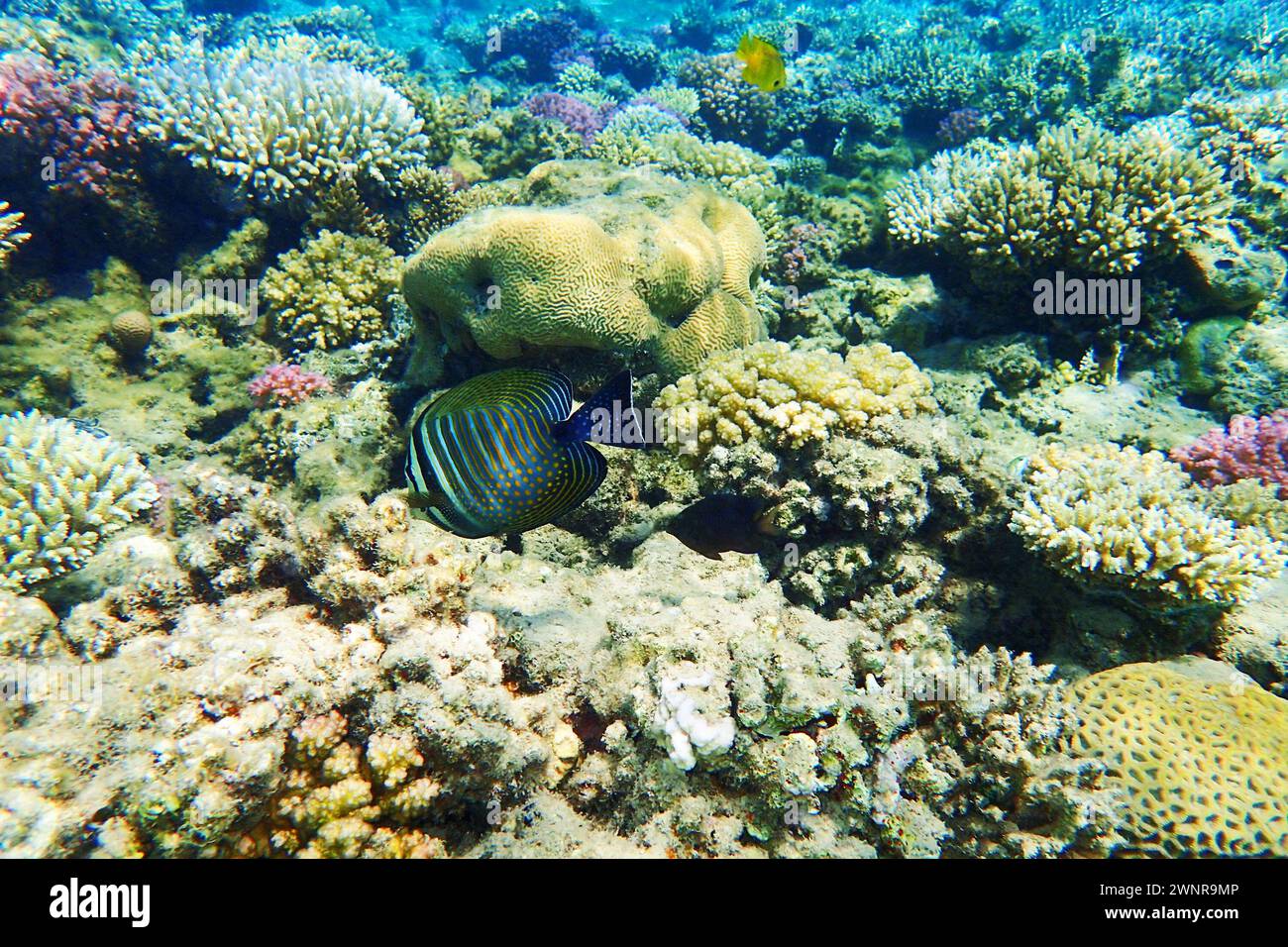 coral reef in egypt as nice natural landscape Stock Photo - Alamy
