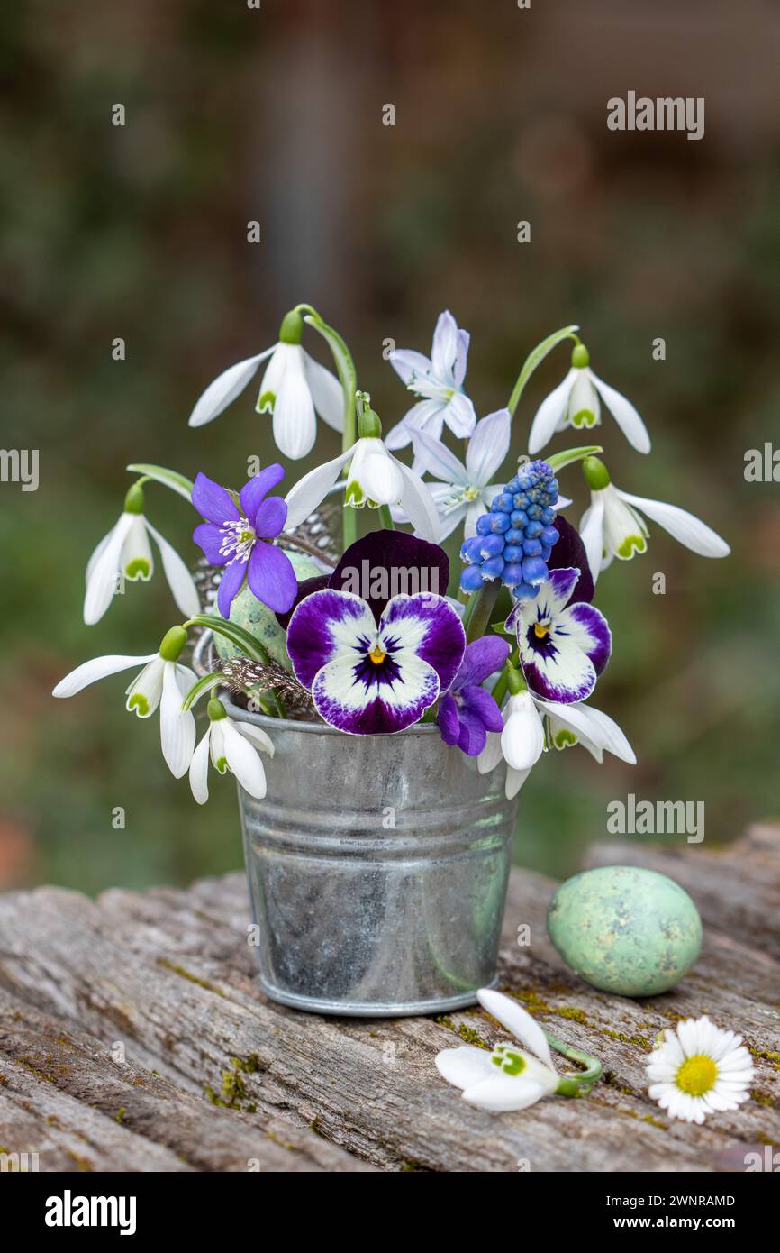 floral arrangement with purple viola flower, snowdrops, grape hyacinth ...