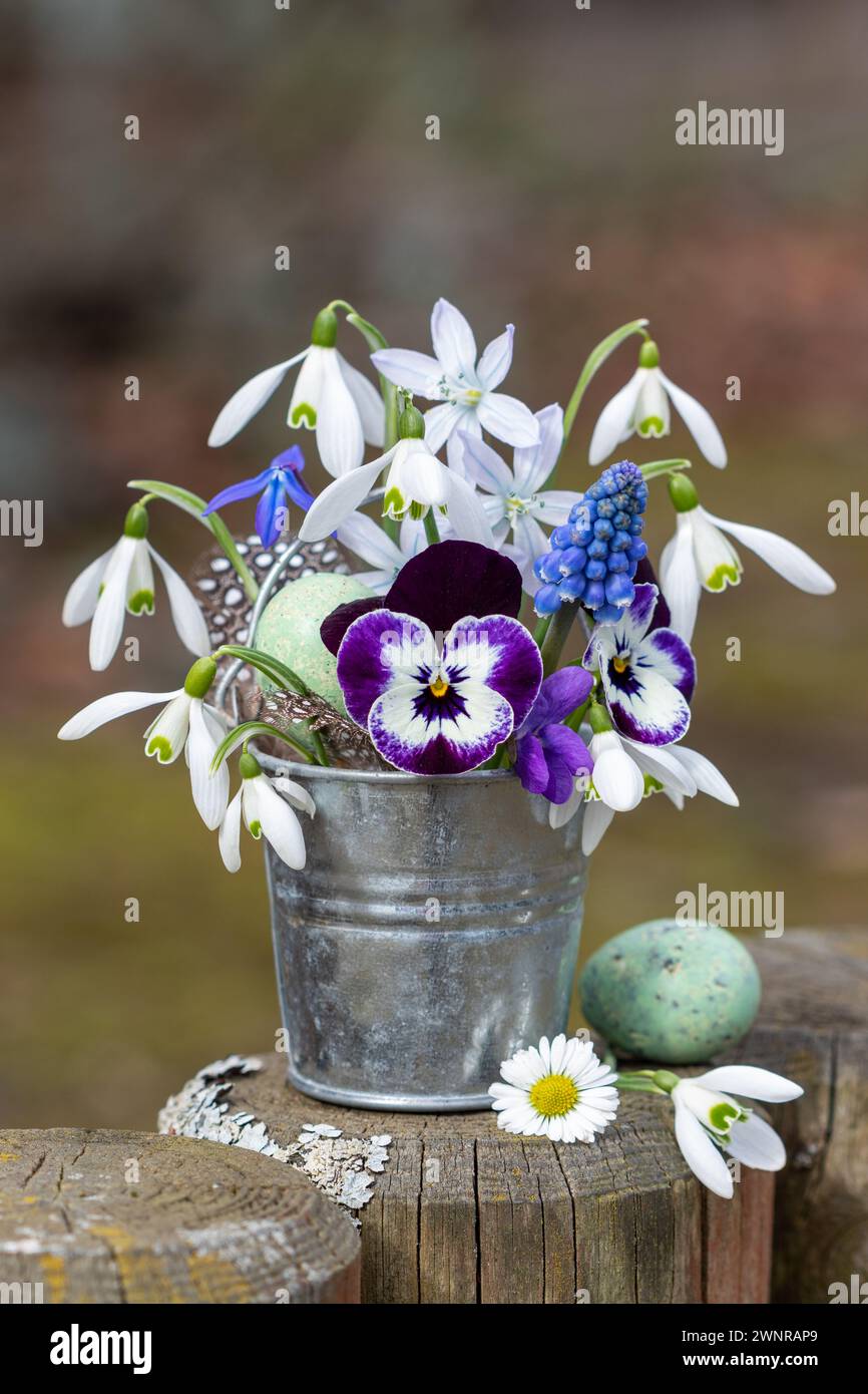 floral arrangement with purple viola flower, snowdrops, grape hyacinth ...
